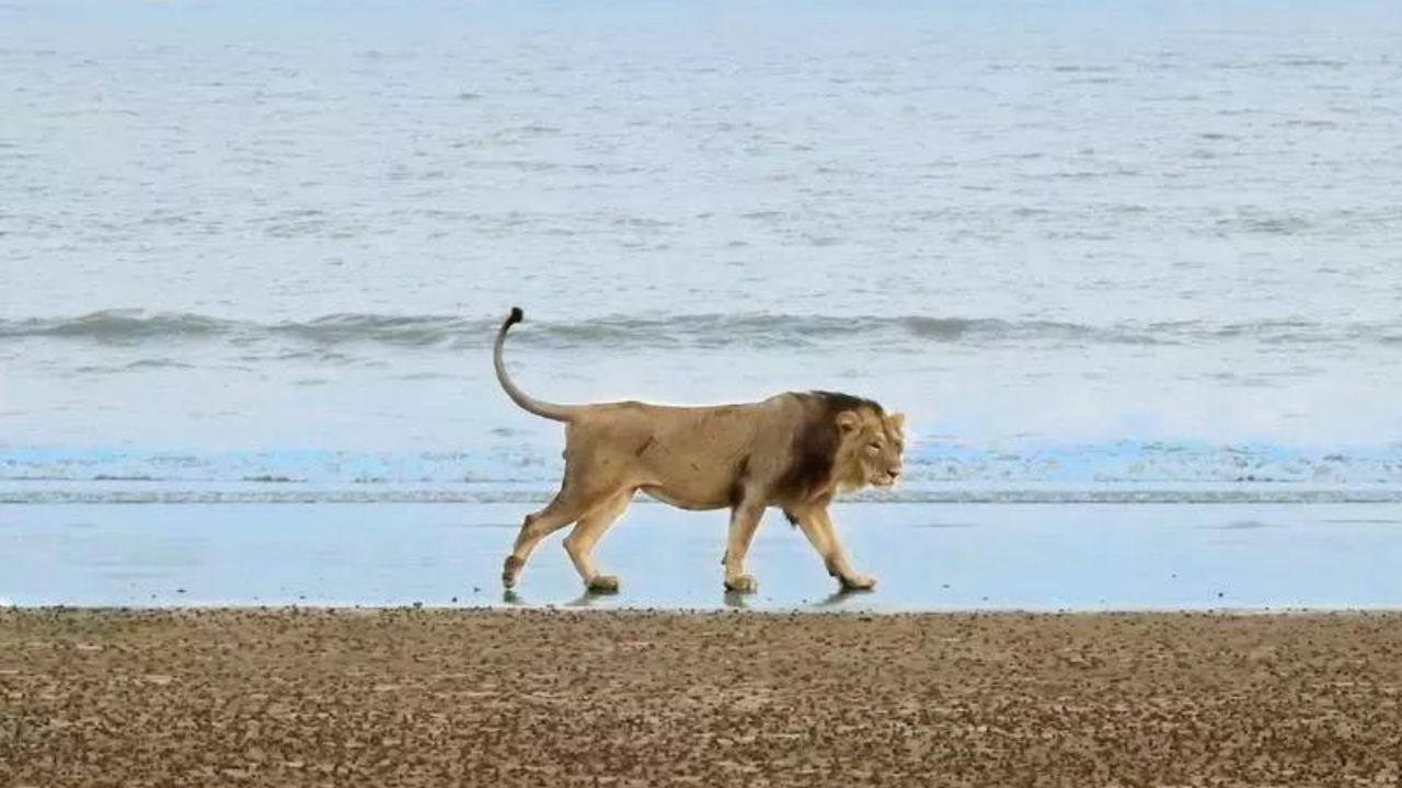 Gujarat lions shift to beaches: Numbers soar from 10 in 2015 to 134 ...