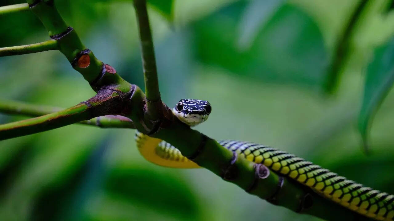 6 of the world’s most beautiful snakes that challenge everything we ...