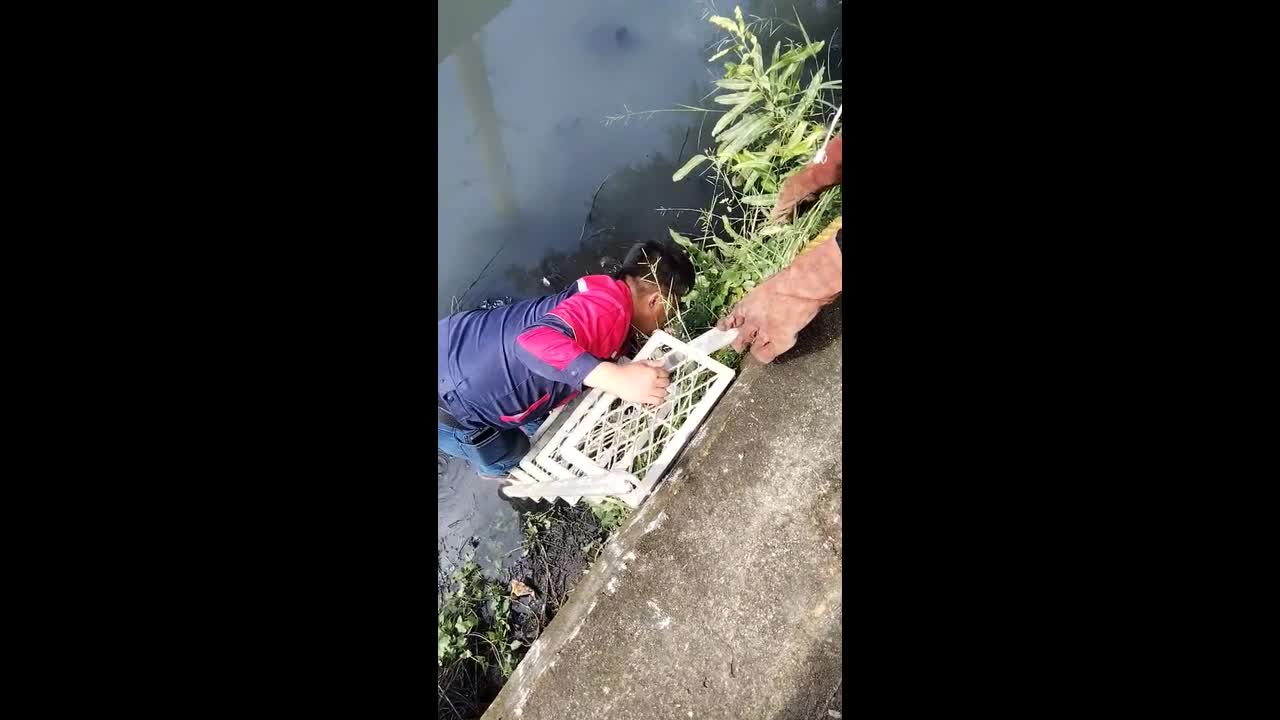 Passerby climbs into canal to rescued stranded stray dog