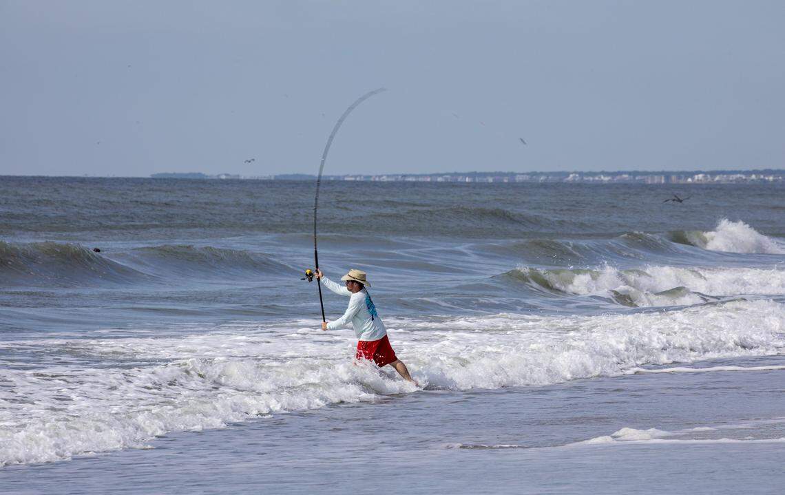 Endangered sea turtle hooked in Myrtle Beach. What to do if you catch one?