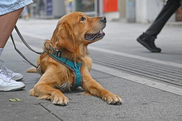 'I'm a dog trainer and there's two simple skills every pet owner needs ...