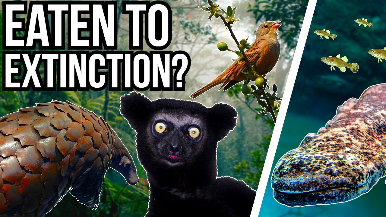 5 Species Disappearing Because Humans Won’t Stop Eating Them