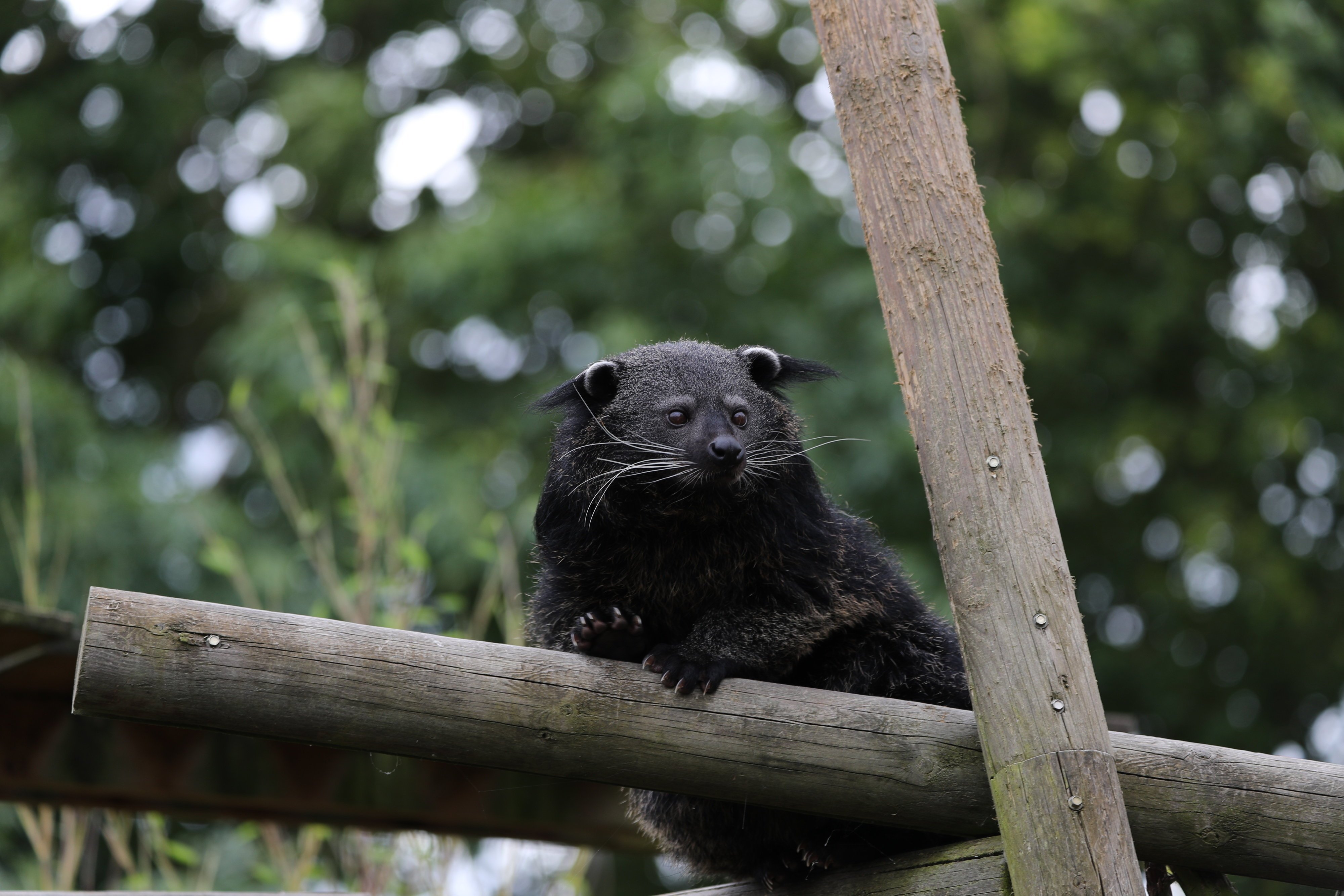 Three-day hunt for rare animal that escaped zoo over - as it walks back in