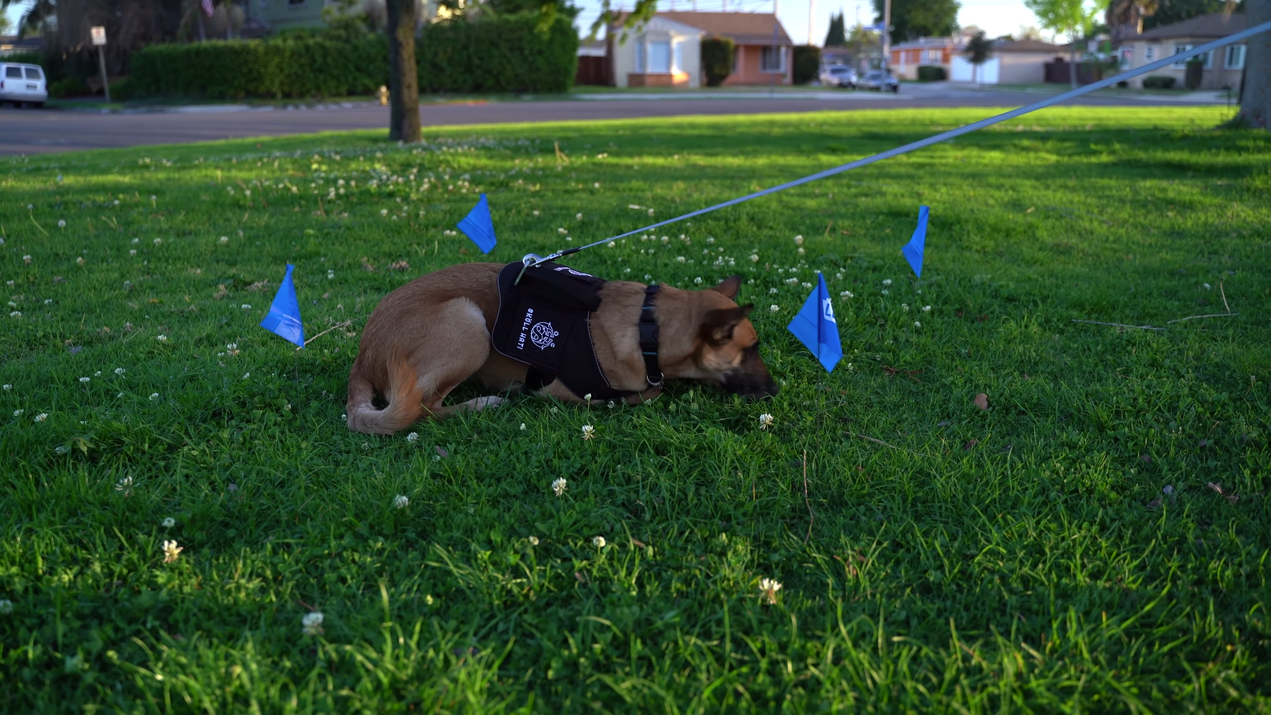 How to Start Teaching Your Dog Competitive Tracking