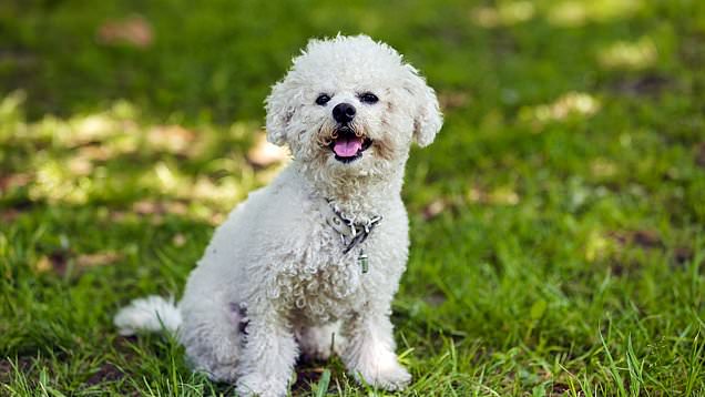 Cheeky dog's wake-up call backfires