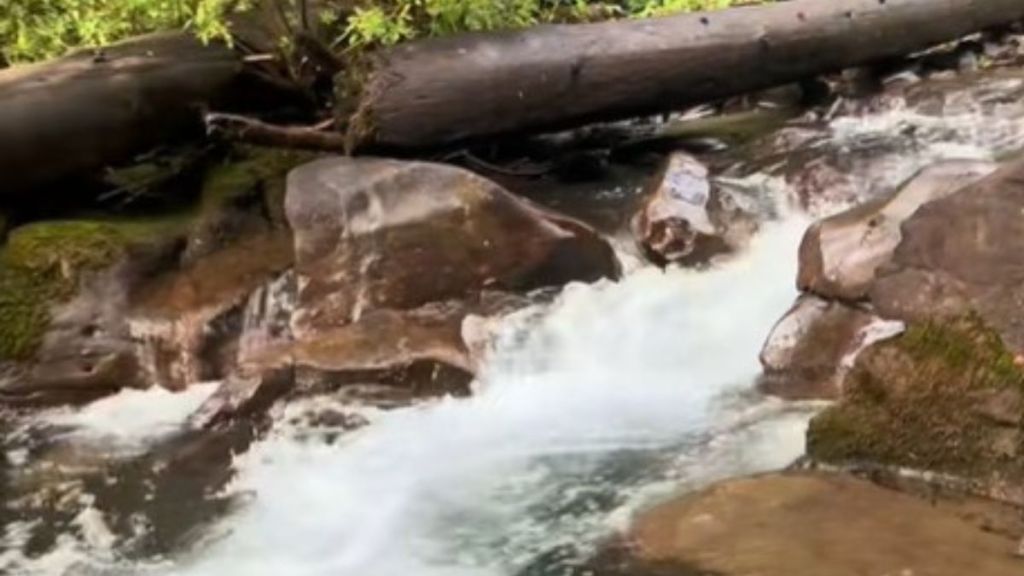 Woman Out Meditating In Nature Is Joined By Adorable New Friend