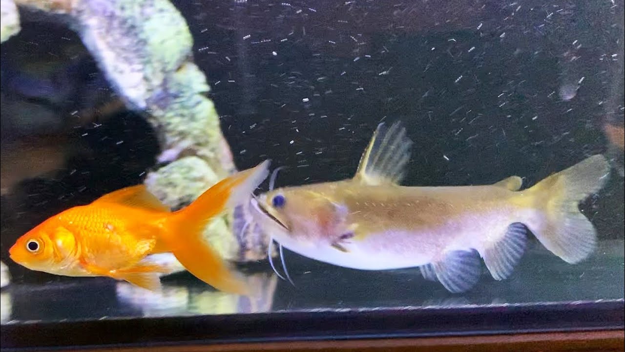 Do Blob Catfish Really Eat Goldfish
