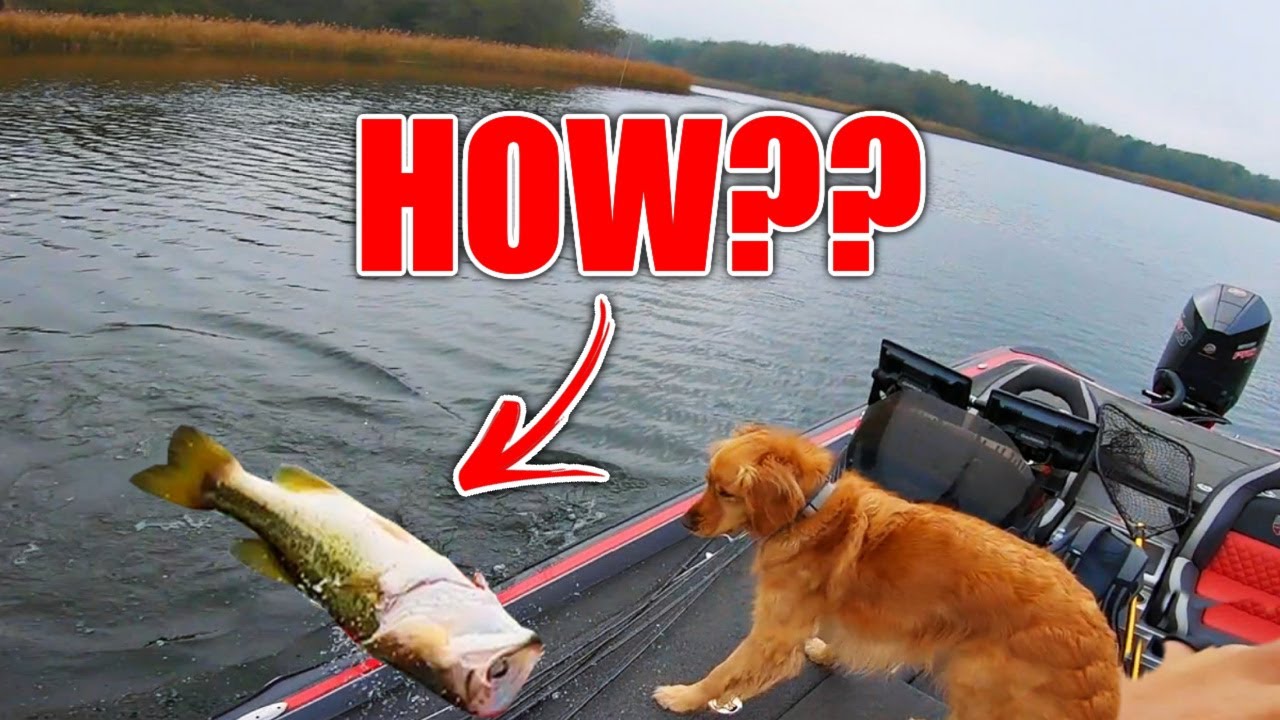 Something is seriously wrong with giant fish in the lake