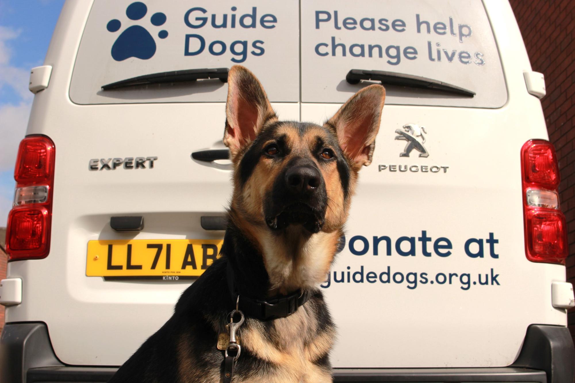 Trainee guide dogs in Leamington Spa seek temporary homes