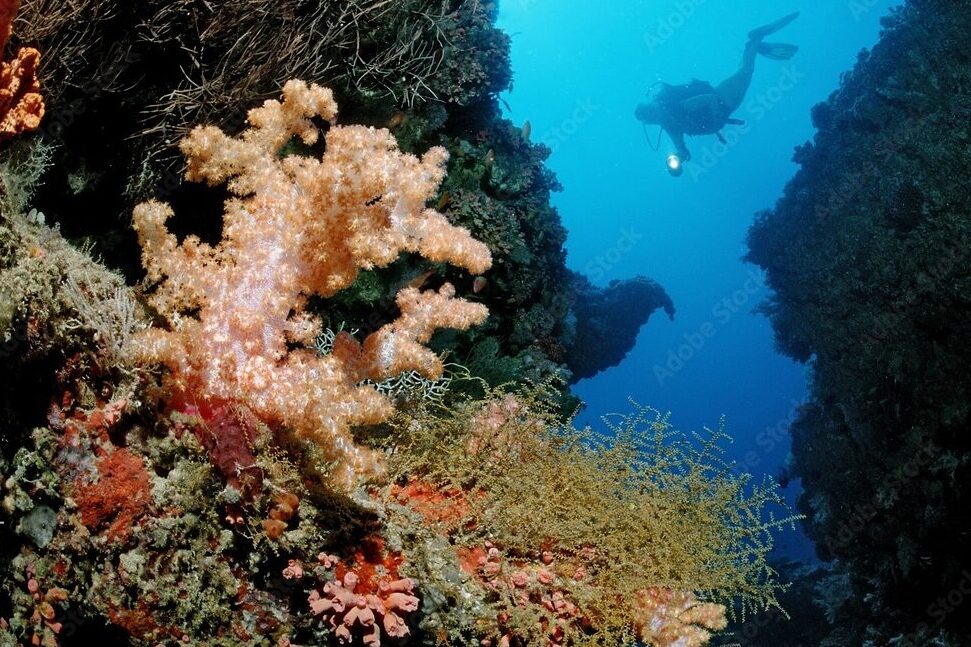 16 Stunning Facts About the World’s Largest Coral in the Solomon Islands