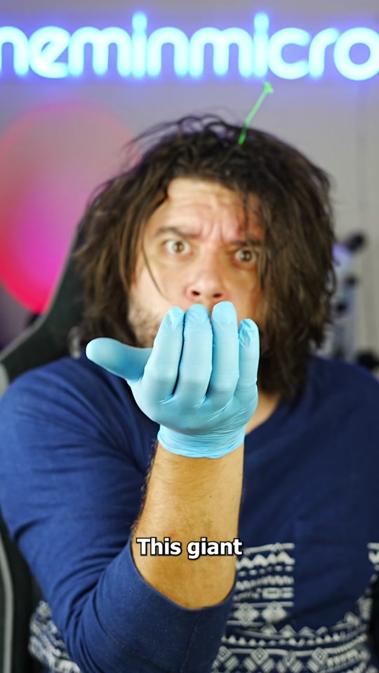 The Fascinating World of the Golden Orb Weaver Spider