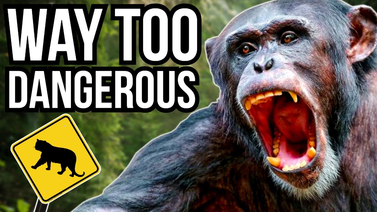 These 5 Animals Are Way Too Risky to Be Pets