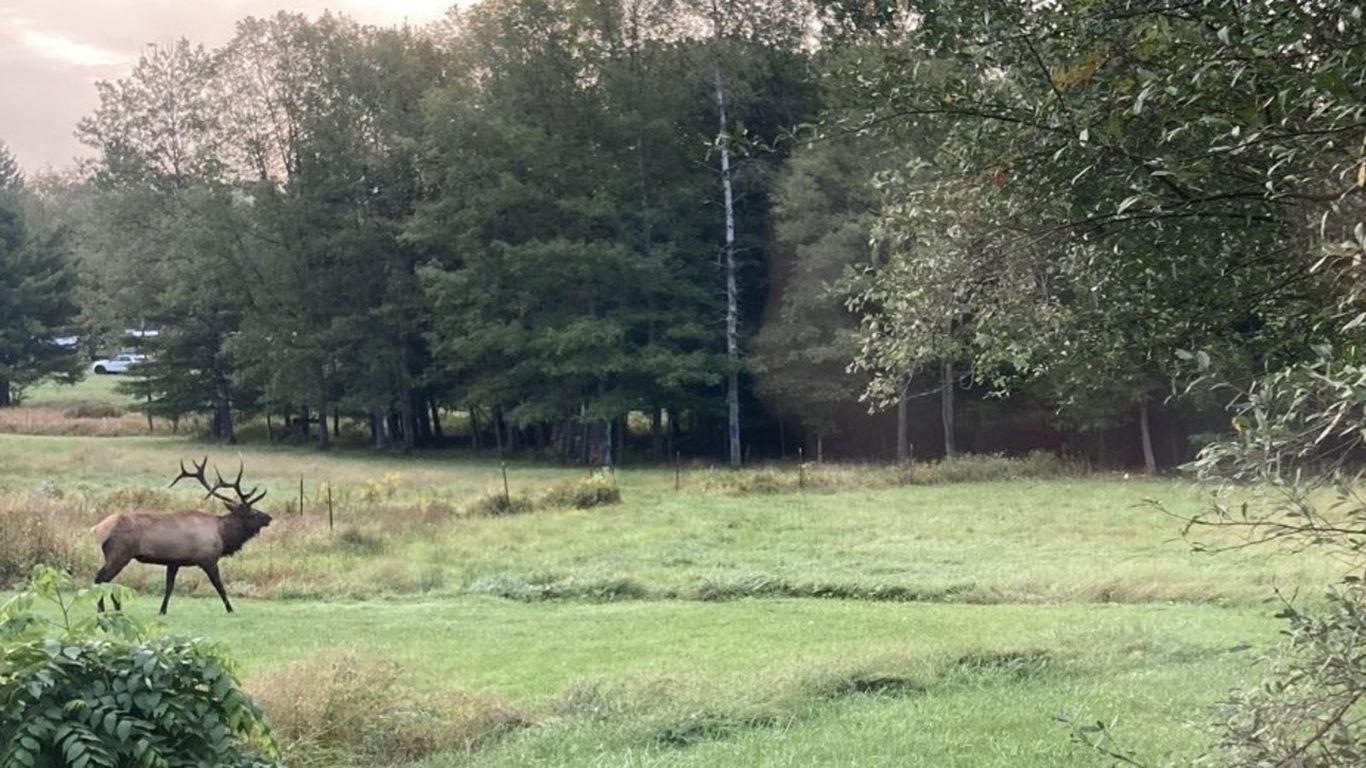 A guide to viewing Pennsylvania's elk