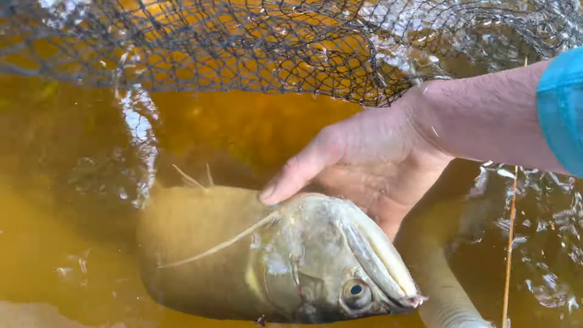 The Shocking Reason My Fish Died