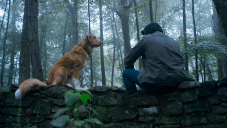 Indy the dog was not hurt in the making of new horror film Good Boy ...