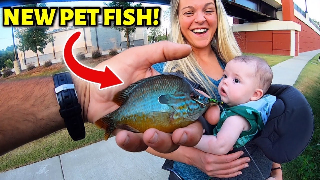 Catching new pet fish in urban sewer creek for baby