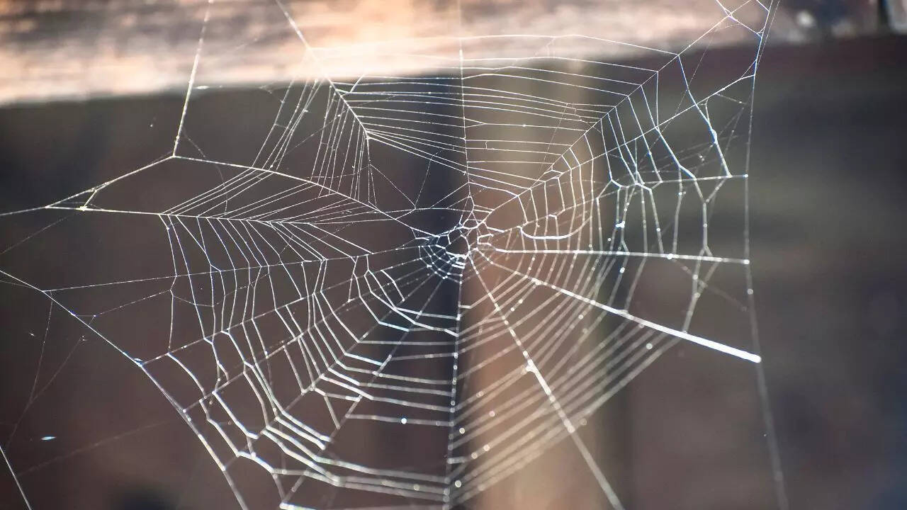 Why is your home full of cobwebs: Understanding cobwebs and their meaning