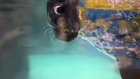 China: Seal Gives Goofy Sideways Glance at Aquarium in Shenyang