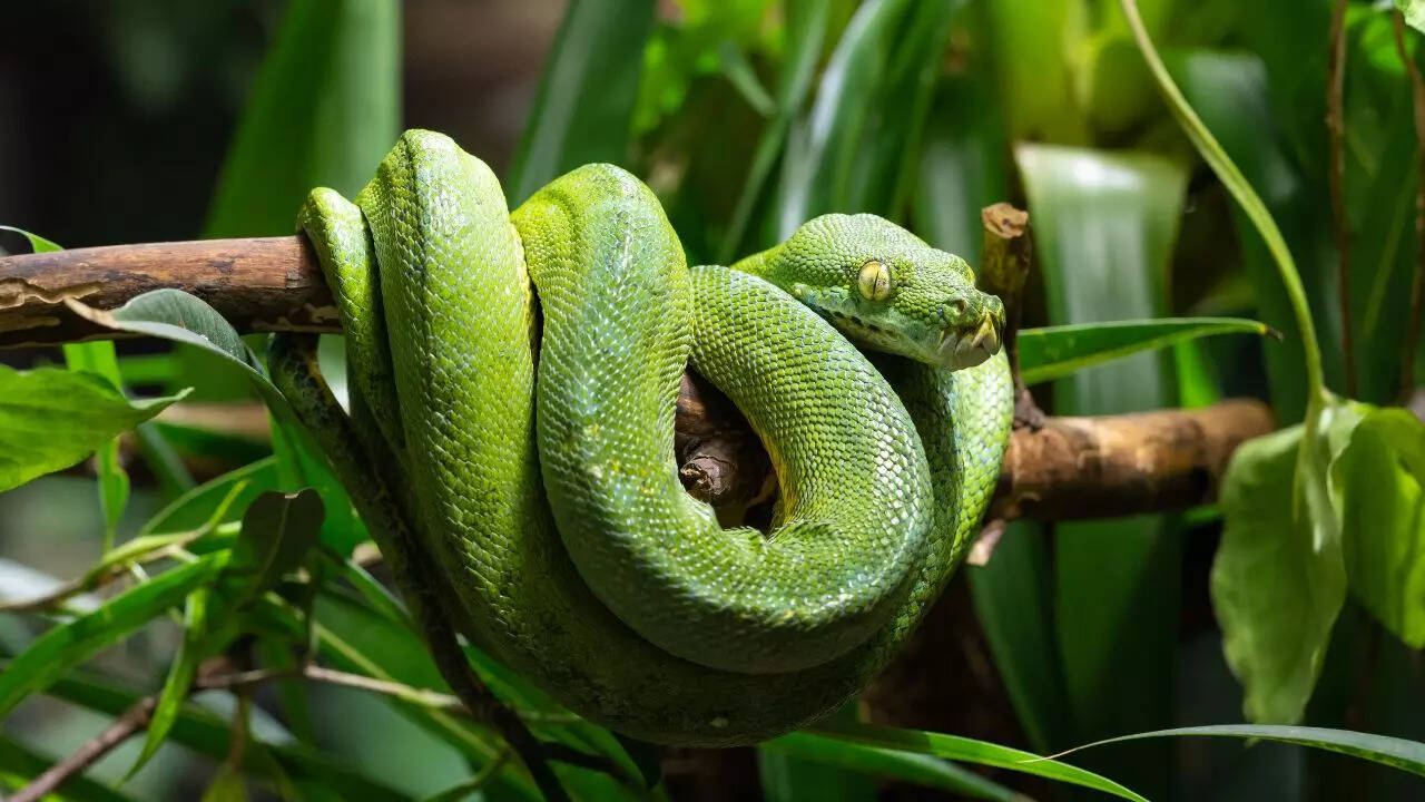 6 of the world’s most beautiful snakes that challenge everything we ...