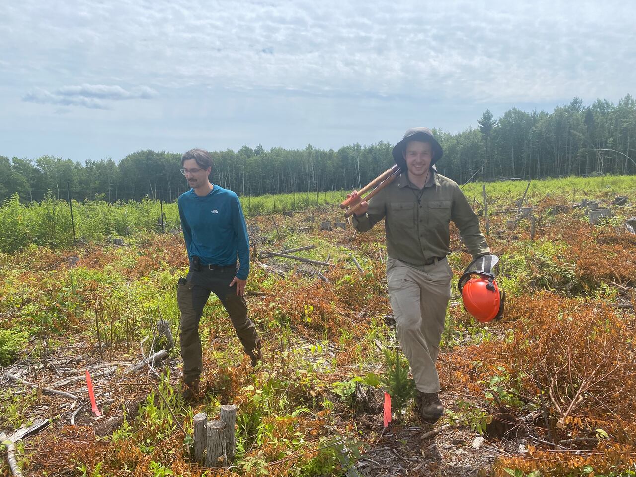 How will Maritime trees fare as the province warms? Plant them down ...