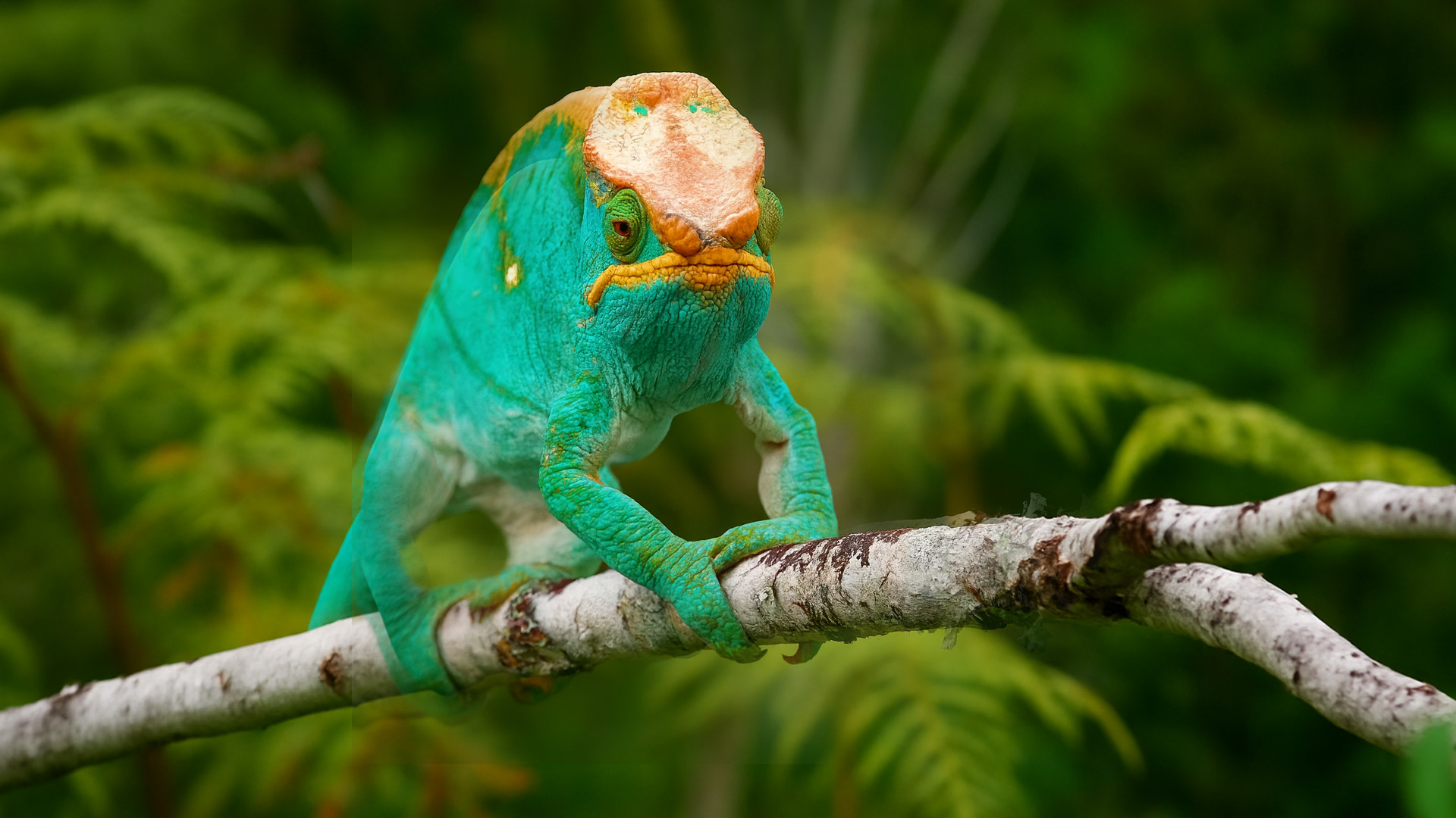 Verdens dyr – Kamæleoner og dyreliv i 4K