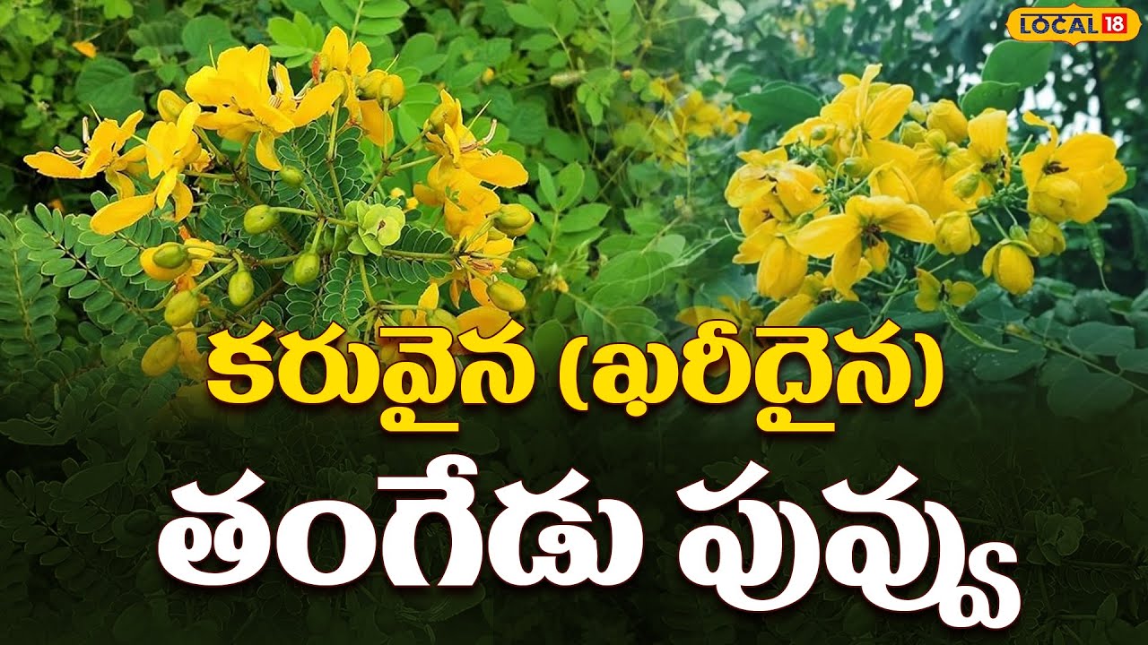 Bathukamma's Tangedu Flower Faces Extinction Risk | కనుమరుగవుతోన్న ...