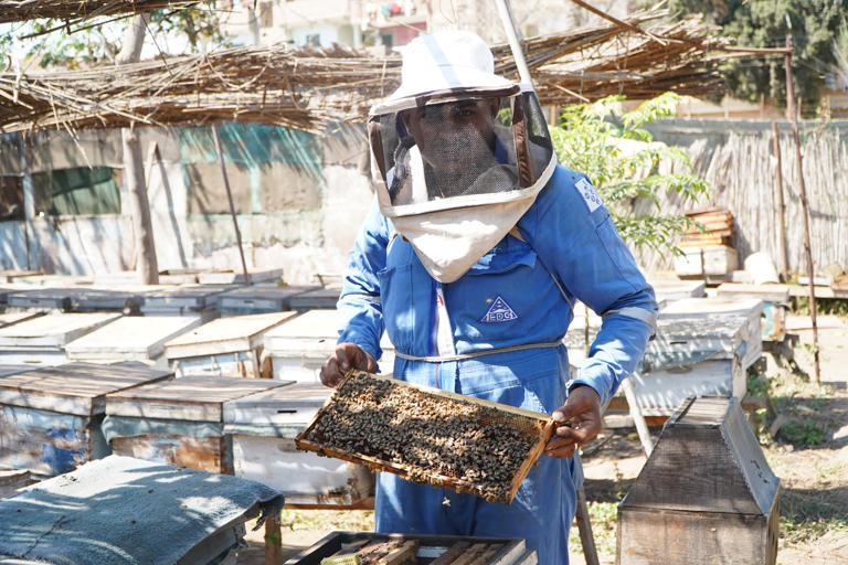 Egypt's beekeeping villages stung by economic woes