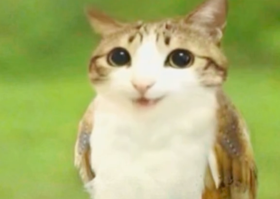 (영상) 고양이 얼굴을 한 올빼미?…현시각 알고리즘 점령한 ‘Meowl’ 밈 정체