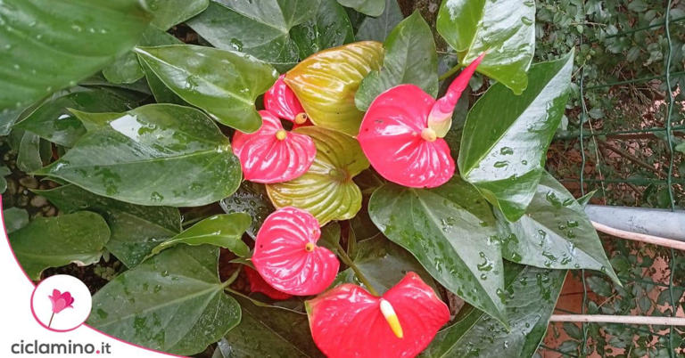 Una foglia completamente gialla sull’anthurium è un segnale da non ignorare