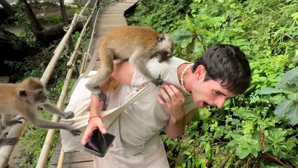 Tourist bitten by curious monkey after it climbs on him