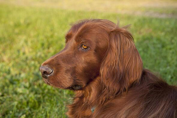 9 friendliest dogs named by pet experts - 1 lesser-known breed is ...