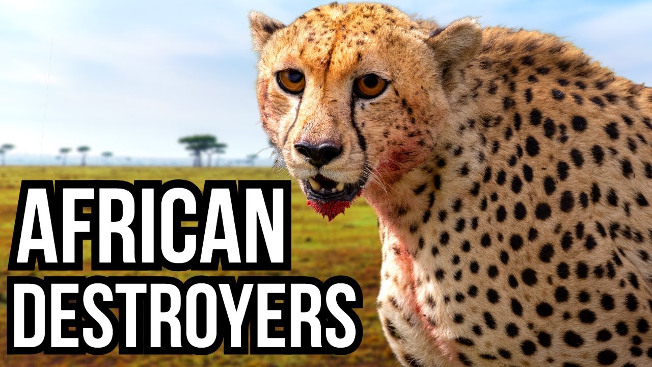 3 African Animals That Would Wipe Out North America’s Wildlife