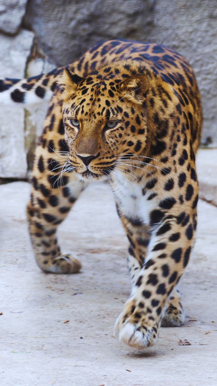 8 wild creatures that are disappearing fast — and where to see them