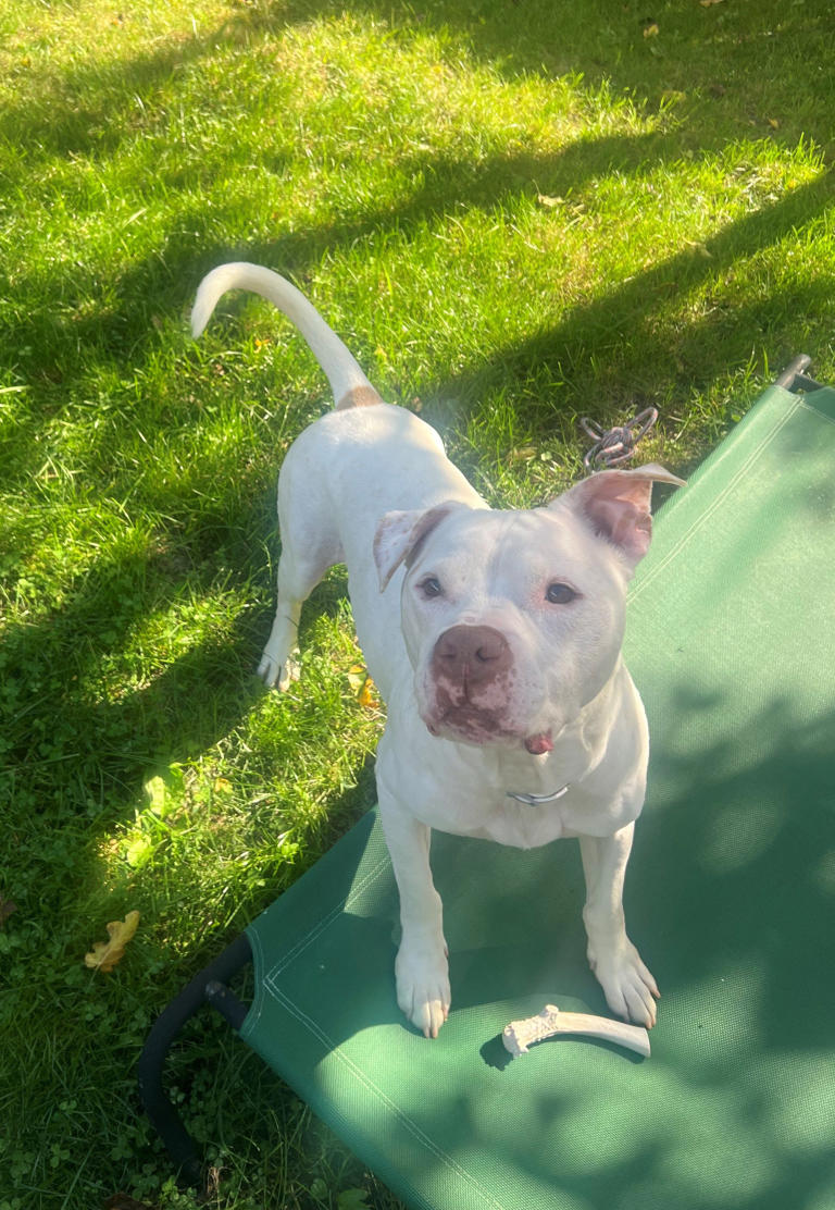 Meet the family that gave Ace a home after nearly 500 days at the ...