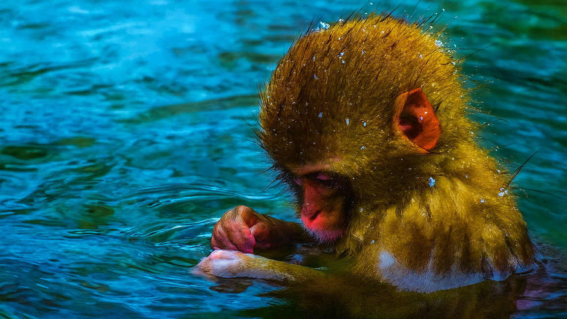 Snow Monkey Relaxing in Hot Spring – Japan Wildlife 4K