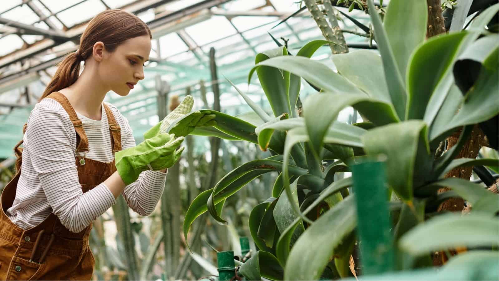 13 Indoor Plants That Handle Dry Fall Air with Ease