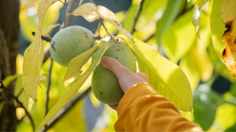How and When to Harvest Pawpaw Fruit