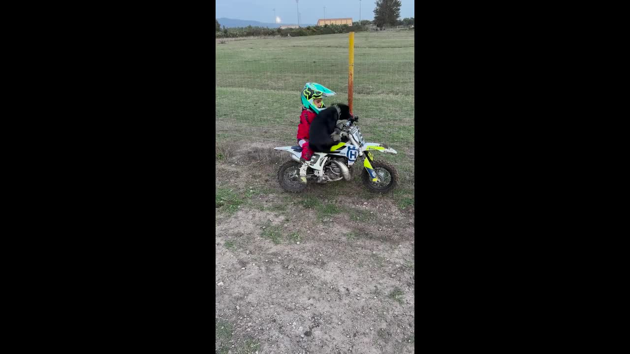 Boy and Staffordshire Bull Terrier ride mini motocross bike in Sardegna ...