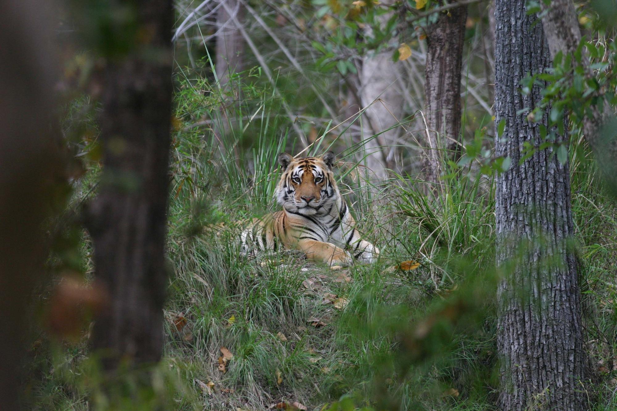 RSPB Hemel Hempstead – ‘Northern India - Tigers, Elephants and Rhinos’