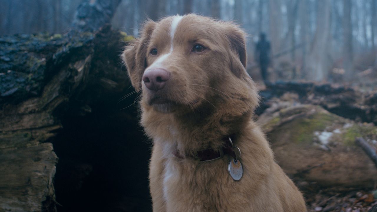 Indy the dog was not hurt in the making of new horror film Good Boy ...