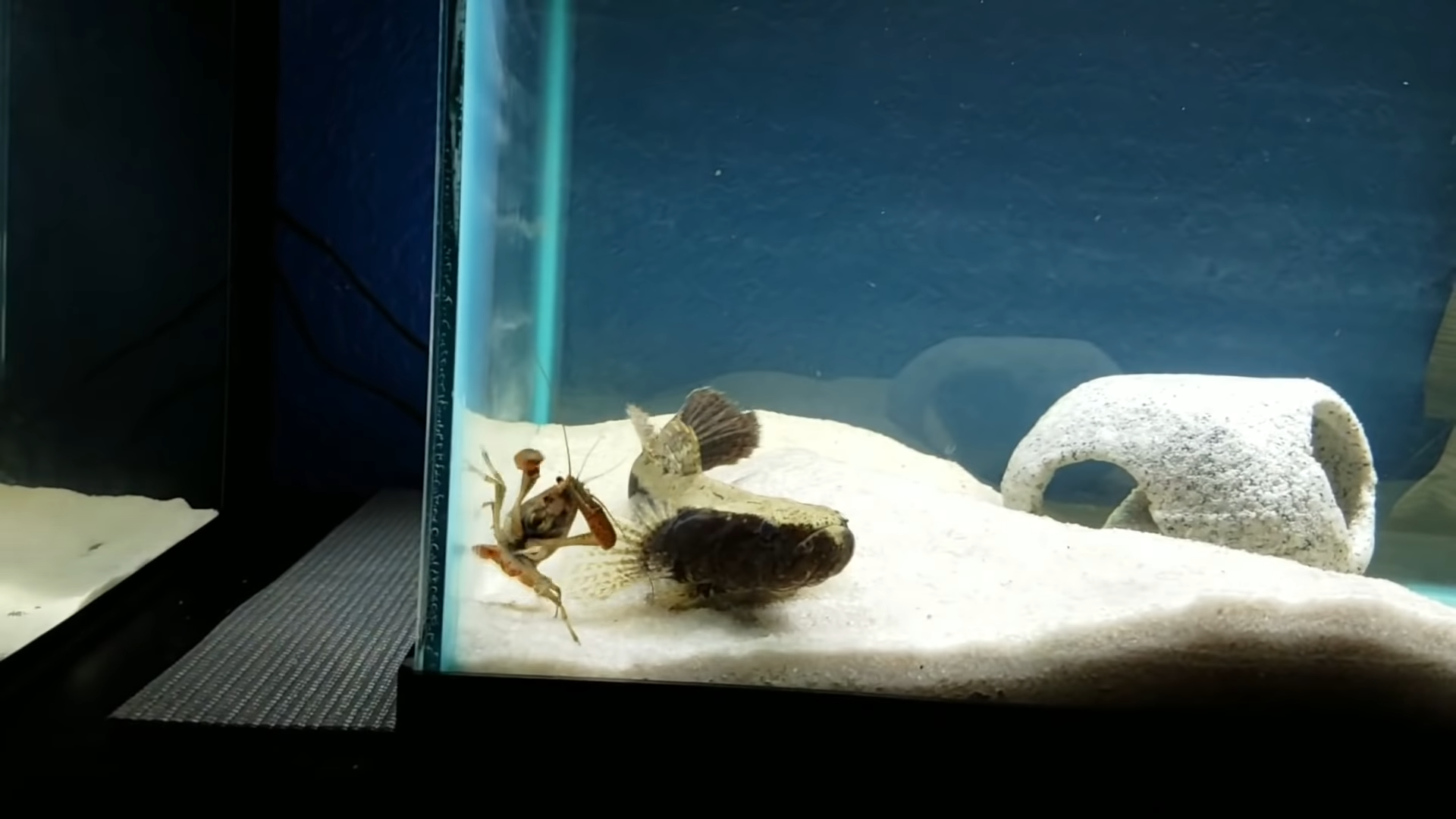 Feeding My Alien Fish Live Crawfish For The First Time