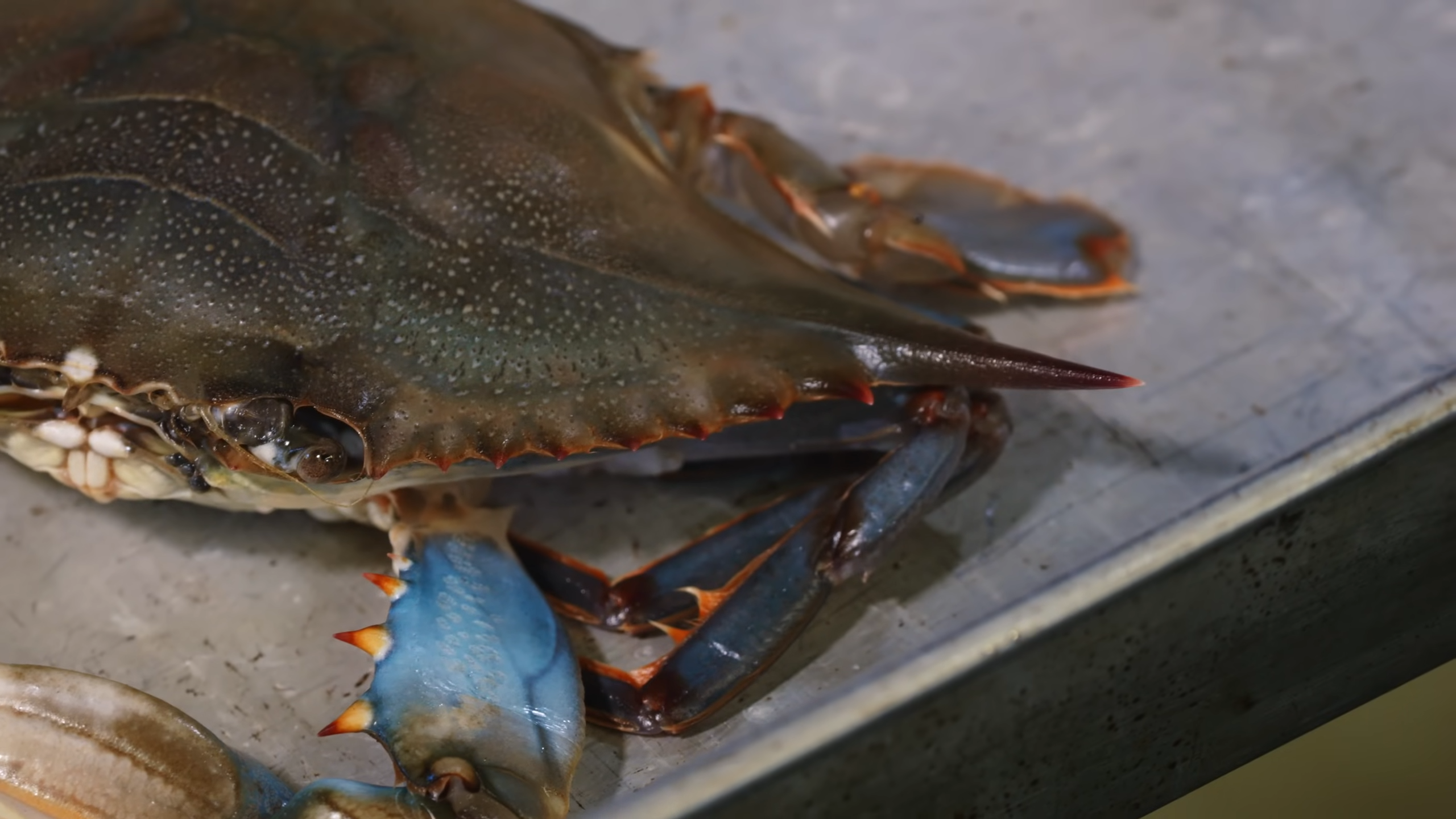 I Ate Every Seafood Caught in the USA