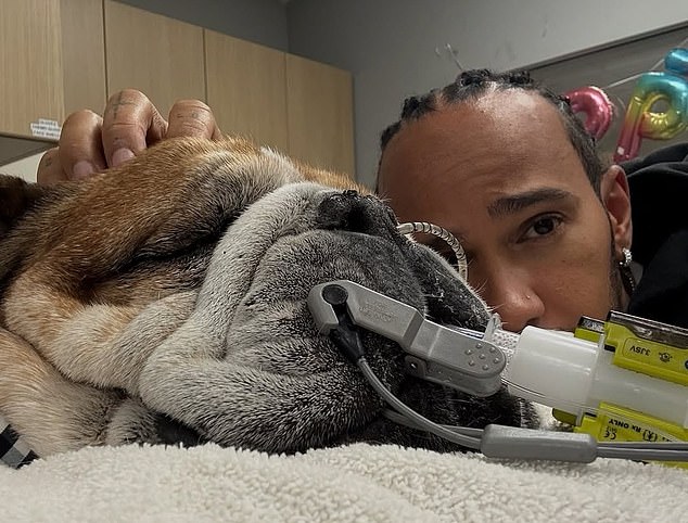 Is it safe to put your dog on a vegan diet? As Lewis Hamilton's plant ...