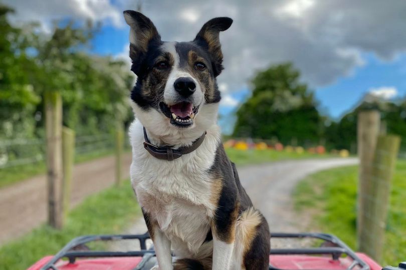 Streamvale Farm 'devastated' as beloved dog dies following 'terrible ...