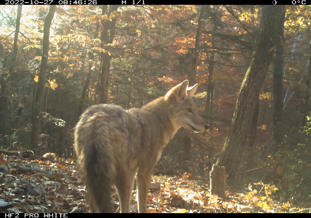 Coyote populations surge, rebound quickly