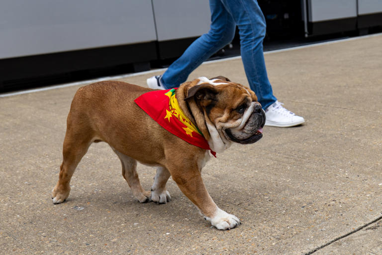 Fans Rally Around Lewis Hamilton as F1 Driver Mourns Loss of His Dog Roscoe