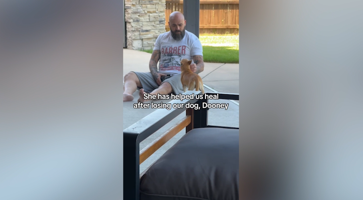 Neighbor’s Dog Climbs Through Fence One Day – Then Everything Changes