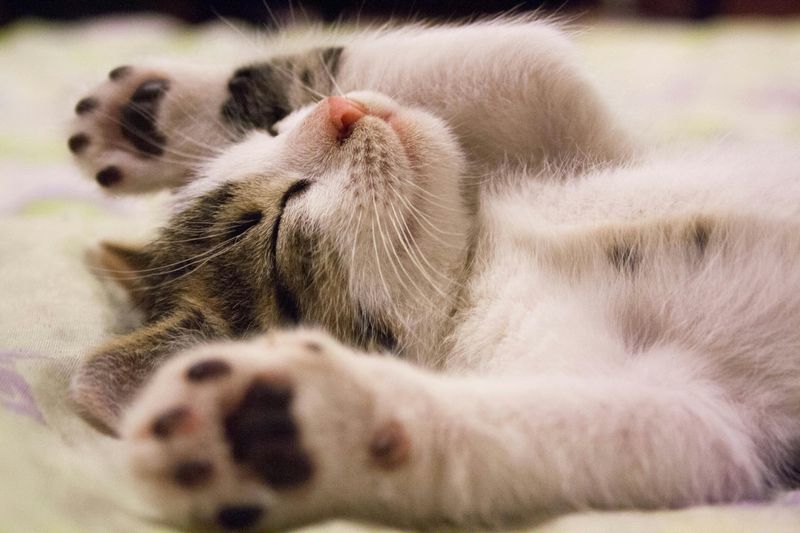 13 Animals That Also Get The Zoomies Like Dogs
