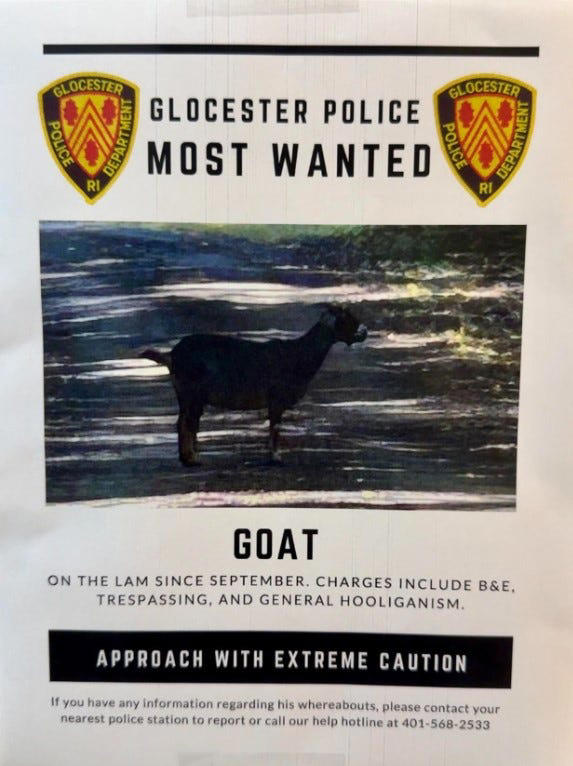 Glocester's goat 'on the lam' has police in hot pursuit