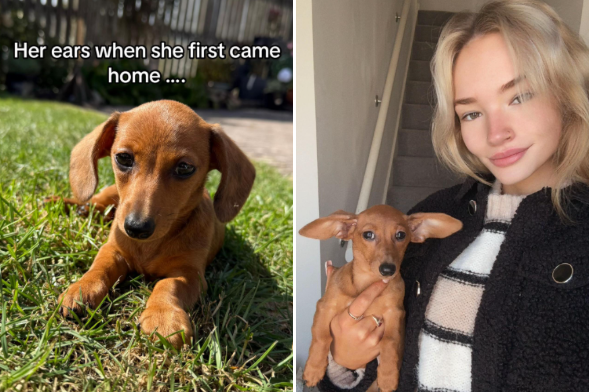 Puppy Looks Normal at First—Then Her Ears Begin to Rapidly Grow